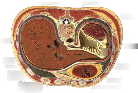 Tranverse Section Through The Abdomen Diagram Quizlet