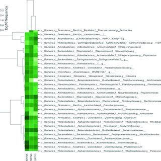 Heatmap With Dendrogram Showing The Abundance Of Top Genera In