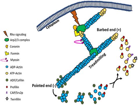 Frontiers Emerging Functions Of Actins And Actin Binding Proteins In
