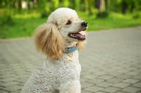 Na Psim Tropie Psy Rasy Pudel Poodle Puppy Toy Poodle Puppies