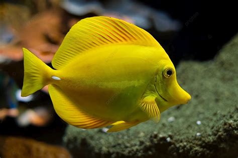 黄色の唐 Zebrasoma Flavescens 魚水中海でサンゴを背景に 黄色の唐は非常に人気のある水族館の魚 黄色の唐