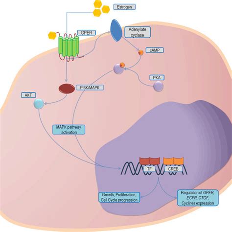 Estrogen Receptor Signaling Pathway