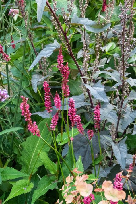 Plants That Spread The Key To Easy Successful Gardening The Middle Sized Garden Gardening