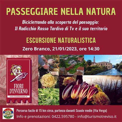 A Zero Branco La 29 Mostra Del Radicchio Rosso Tardivo IGP Il Nuovo