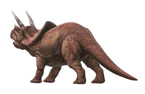Triceratops Isoliert Auf Ein Transparent Hintergrund 24064128 PNG