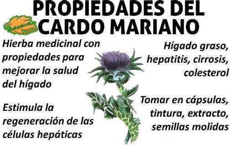 Propiedades Del Cardo Mariano Botanical Online