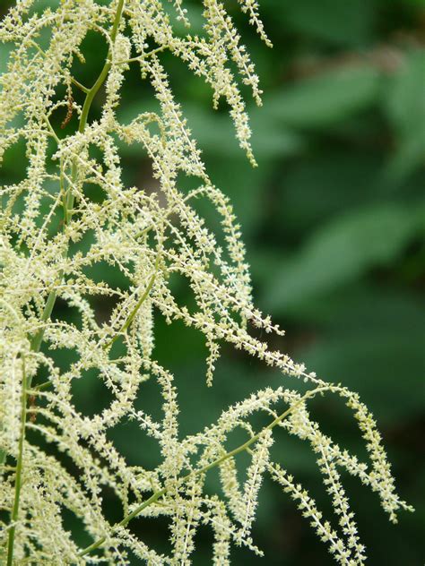 Banco De Imagens Rvore Ramo Flor Orvalho Plantar Branco Folha