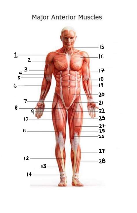 Muscle Locations Diagram Quizlet