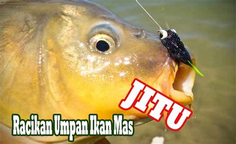 22 Umpan Ikan Mas Paling Jitu Background Hobi Mancing