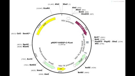How To Do A Simple Restriction Enzyme Cloning In Snapgene Youtube