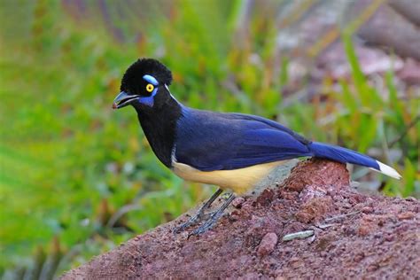 Os 50 pássaros mais bonitos do Brasil Turismo de Natureza