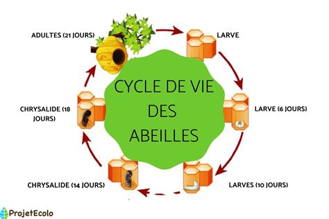 Abeille Vie Sale Online Cpshouston Net