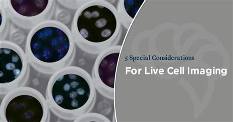 5 Special Considerations For Live Cell Imaging Cheeky Scientist