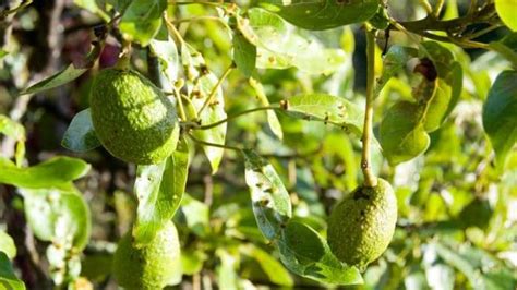 CUÁNDO Y CÓMO INJERTAR AGUACATES EN POCOS PASOS