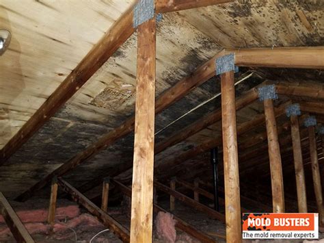 Moisissure Toiture Maison Home Alqu