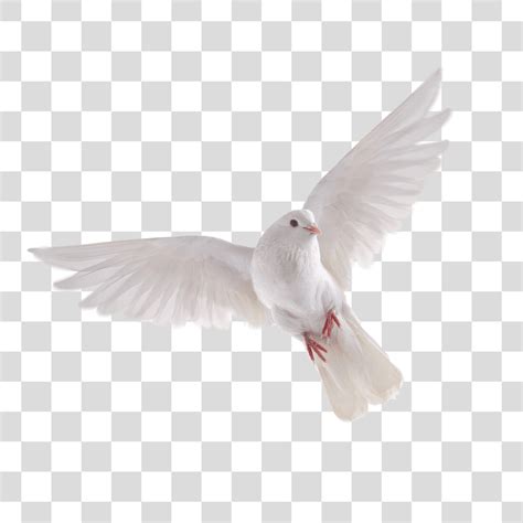 Pomba Branca Png Baixar Imagens Em PNG