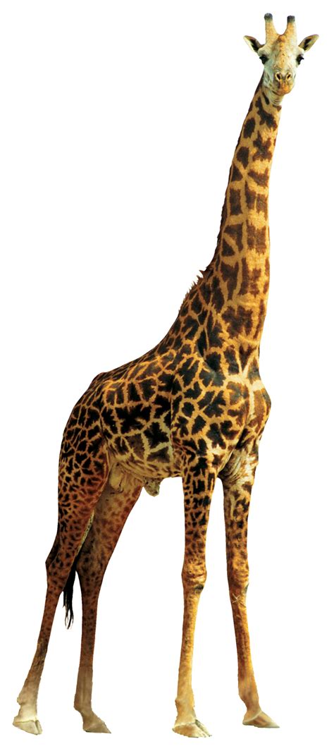 Giraffe PNG Clipart PNG Mart