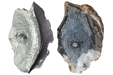 Oldest Sea Reptile From Age Of Dinosaurs Found On Arctic Island The