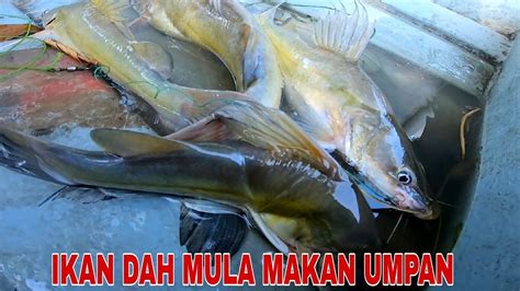 REZEKI TAHAN TAJUR Ikan Dah Mula Makan Umpan YouTube