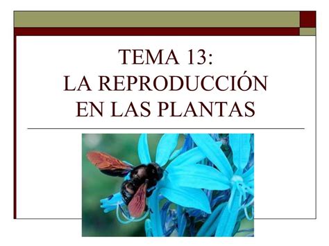 PPT TEMA 13 LA REPRODUCCI N EN LAS PLANTAS PowerPoint Presentation