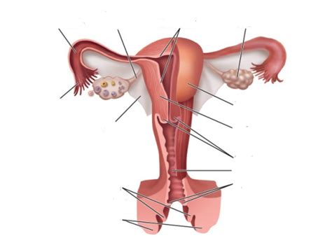 Chapter 17 Anterior View Of The Female Reproductive System Diagram