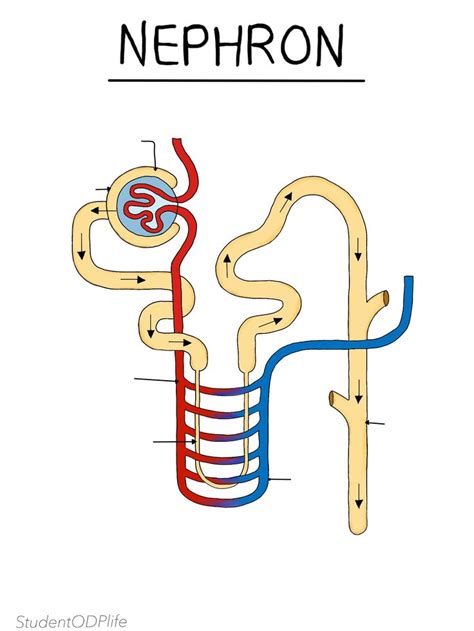 Urinary System Nephron And Kidney Bundle UNLABELLED Etsy Biology