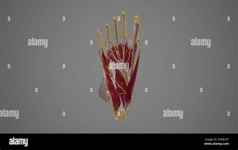 Anatomical Illustration Of Nerves Of Foot Stock Photo Alamy