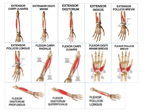 SOLUTION Upper Extremity Muscles Studypool