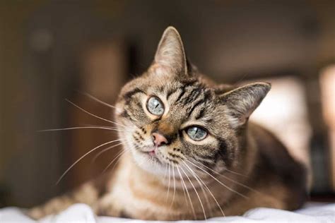 Animais mais inteligentes do mundo Quais são eles