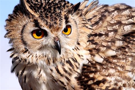 Birds Owls Glance HD Wallpaper Rare Gallery