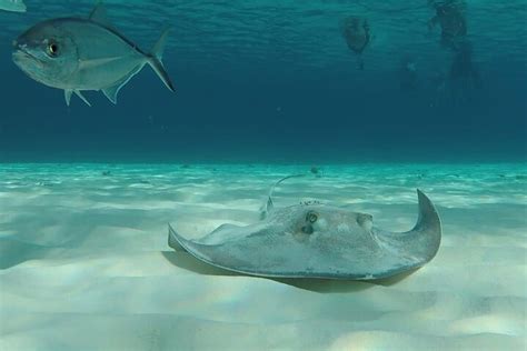 2023 Cozumel Snorkeling Tour Palancar Columbia And El Cielo Reefs