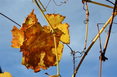 Free Images Tree Nature Branch Sky Sunlight Leaf Flower Autumn