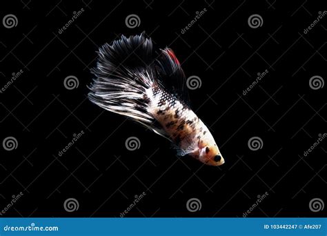 Betta Fische Siamesischer Kampffisch Lokalisiert Auf Schwarzem