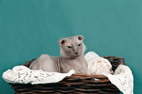11 Hairless Cat Breeds Meet Extraordinary Kitties