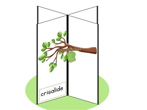 Il Ciclo Vitale Della Farfalla In D Il Blog Di Mamma E Casalinga