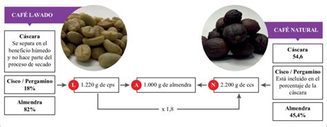 Composición del grano de café lavado y de café natural cps café
