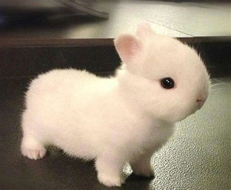 Cutie Patootie