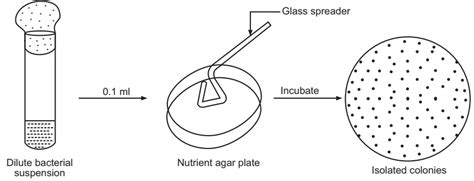 Spread Plate Method Definition Principle Procedure Uses 40 OFF