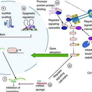 Long Non Coding Rnas Mechanisms Of Action Lncrnas The Function Of