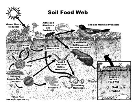 Soil Food Web