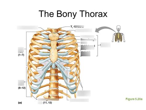 The Bony Thorax Thoracic Cage Diagram Quizlet