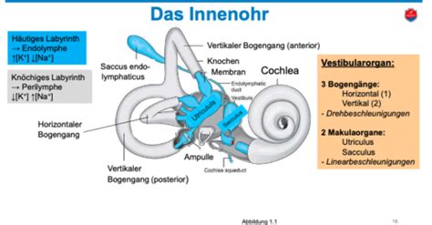 Vestibuläres System Karteikarten Quizlet