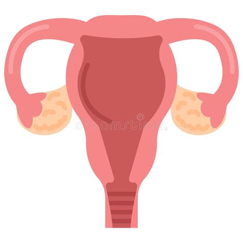 Uterus Womb With Ovary Cervix Fallopian Tubes Icon Vector