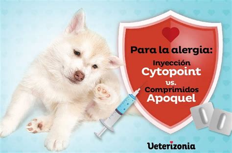 Síntomas causas y tratamiento de la dermatitis húmeda en perros