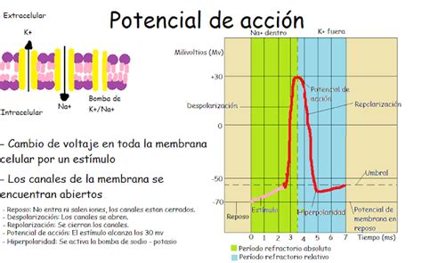 Fisiología Básica y Médica Potencial de Acción