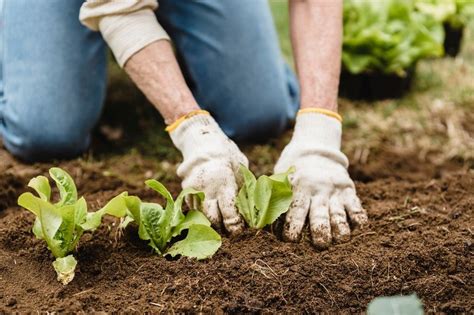 What Vegetables To Plant Now Australian Planting Guide Ultimate Backyard