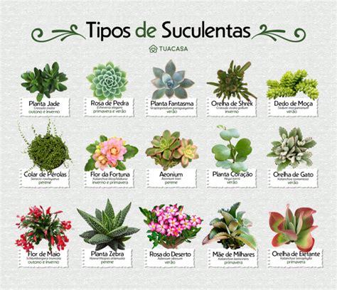 Suculentas Tipos Como Cuidar E Ideias Para Decorar A Casa Toda