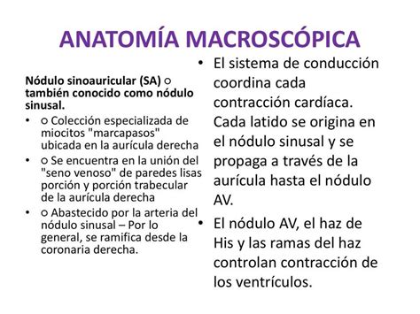 Histología del Corazón Daniela Espinosa uDocz