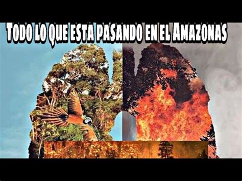 Todo el desastre que está pasando en el Amazonas estamos matando el