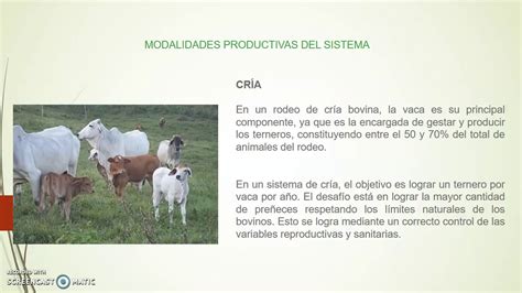 Sistemas De Produccion Ganadera YouTube